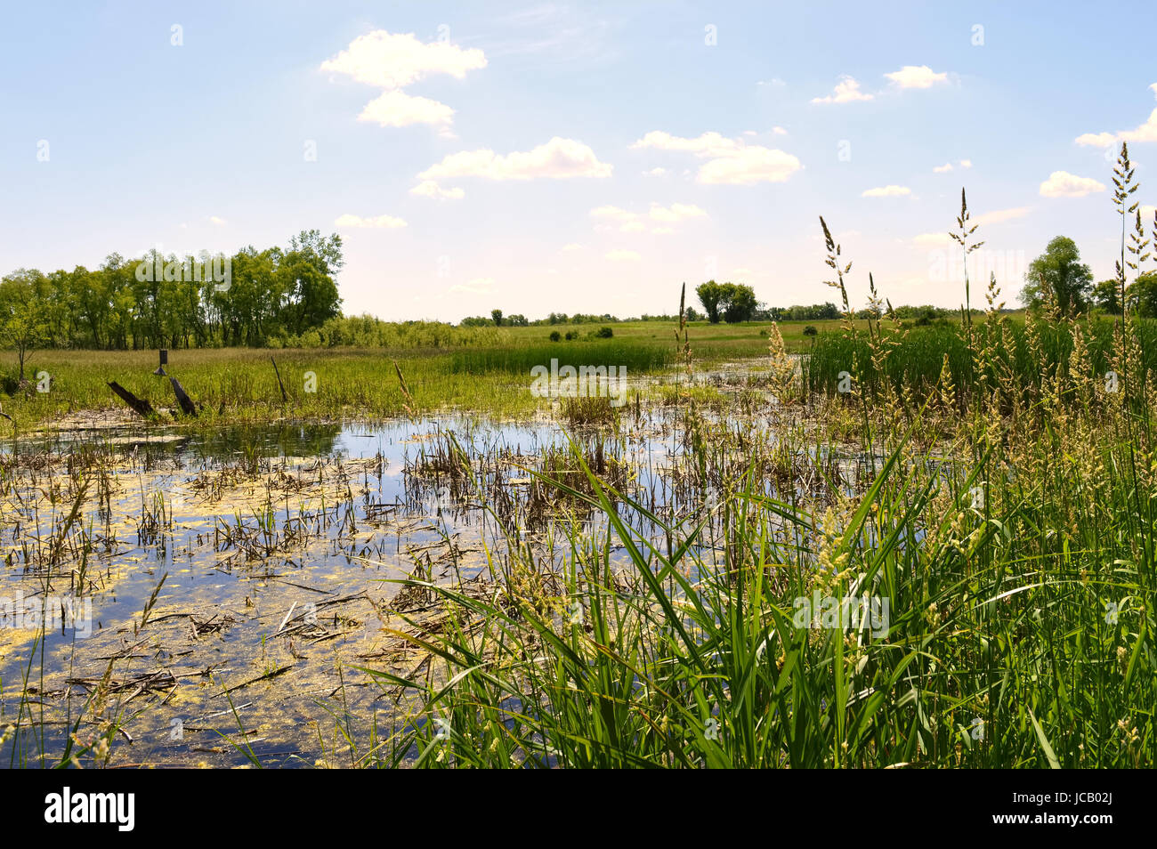 Wetland landscape during the summer Stock Photo - Alamy