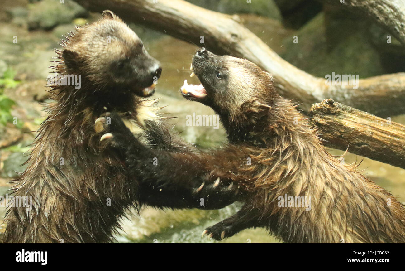 Wolverine in summer forest hi-res stock photography and images - Alamy