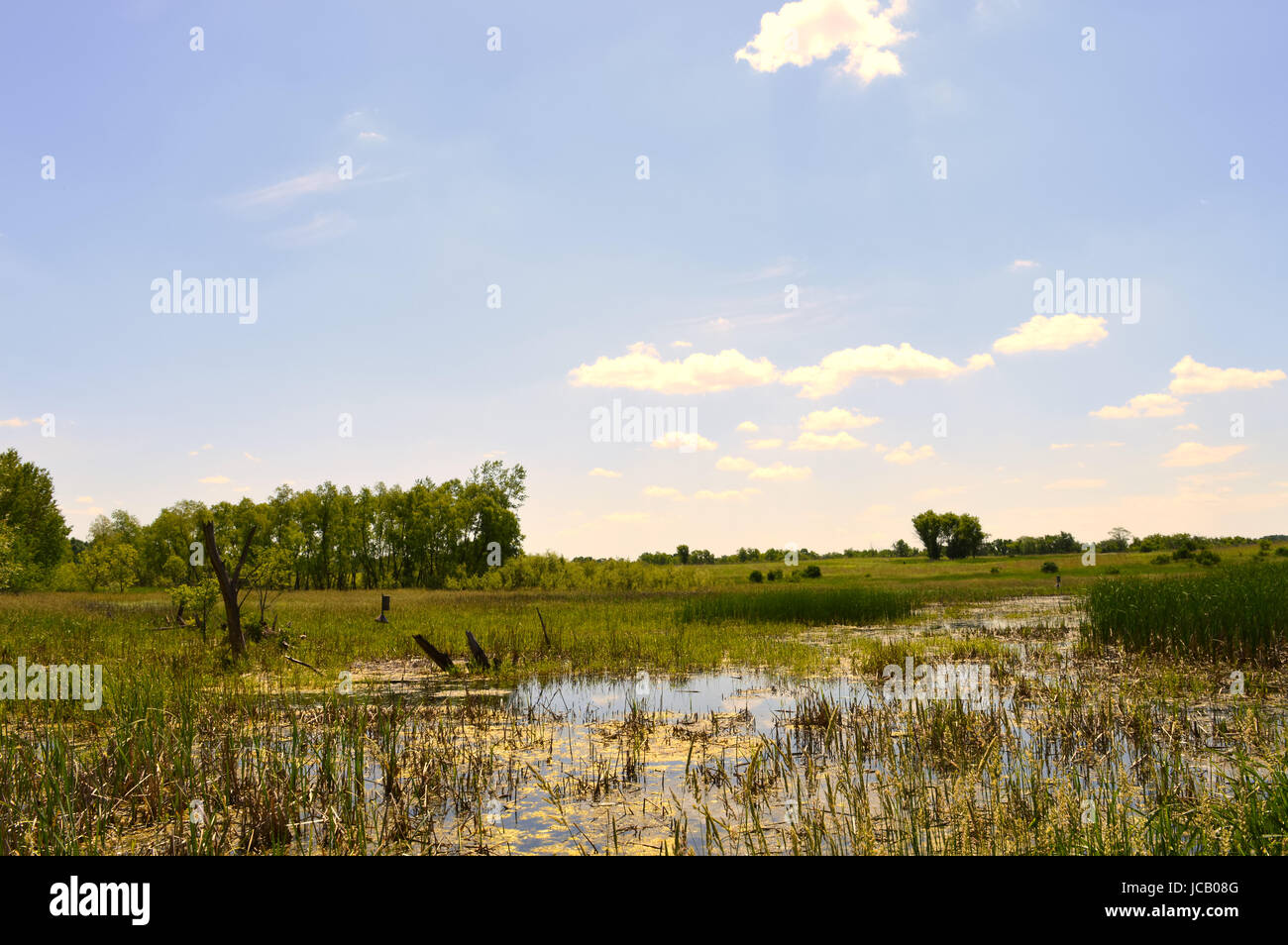 Wetland landscape during the summer Stock Photo - Alamy