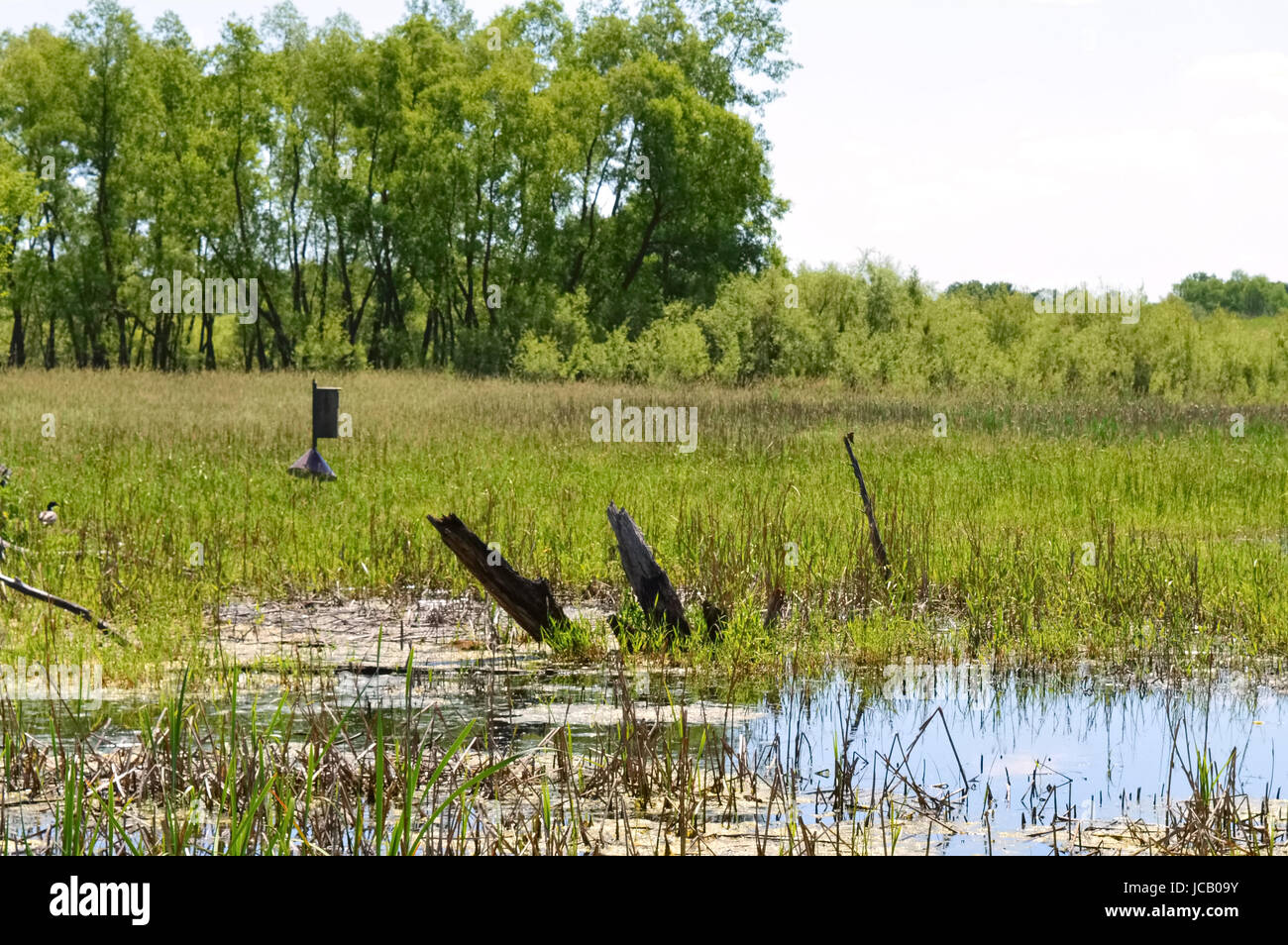 Wetland landscape during the summer Stock Photo - Alamy