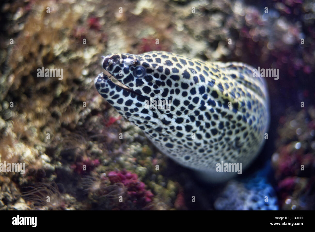 Close up view of a moray fish Stock Photo - Alamy