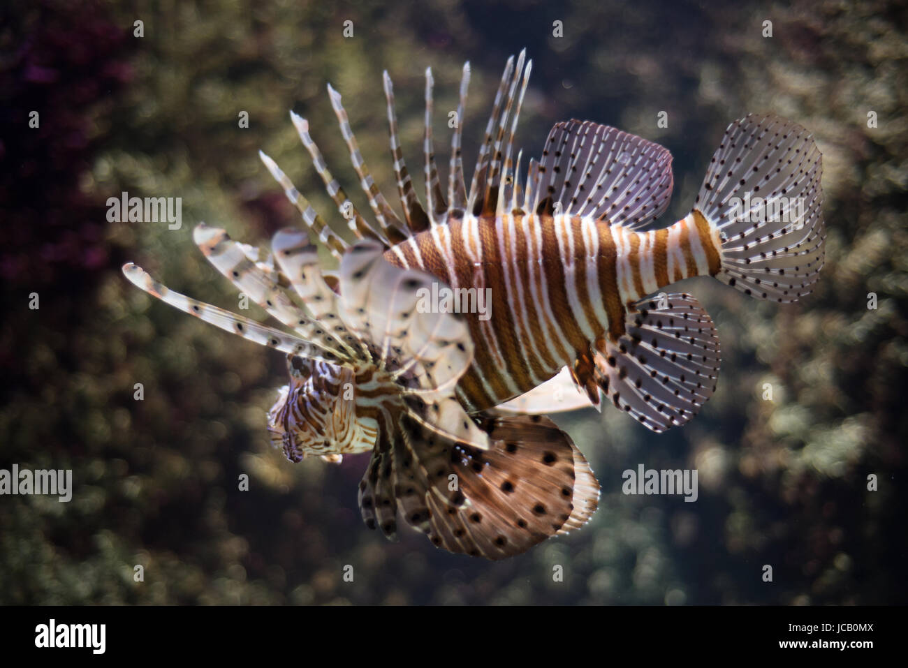 Tropical water scorpion hi-res stock photography and images - Alamy