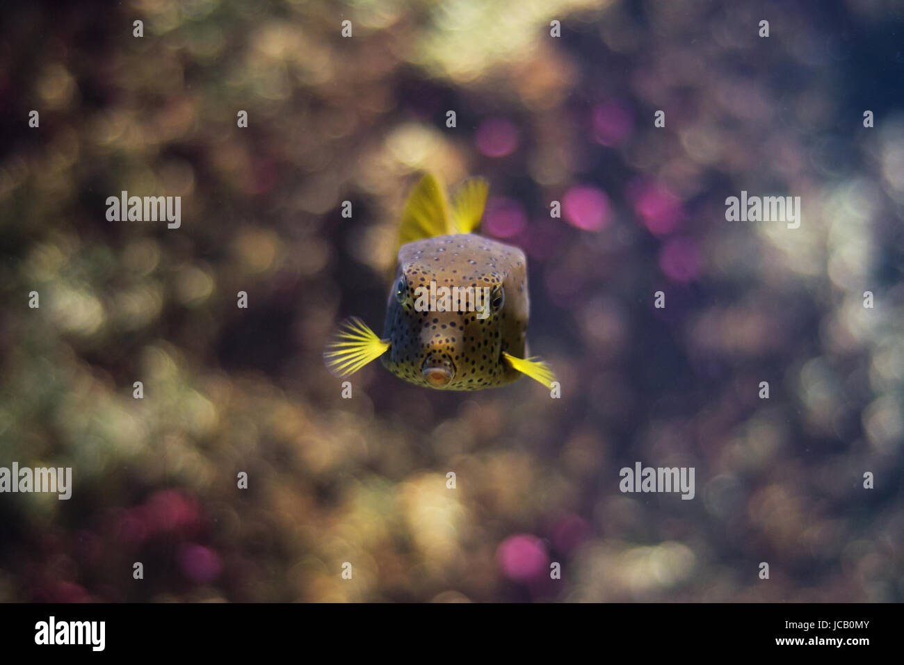 Funny coral fish hi-res stock photography and images - Alamy