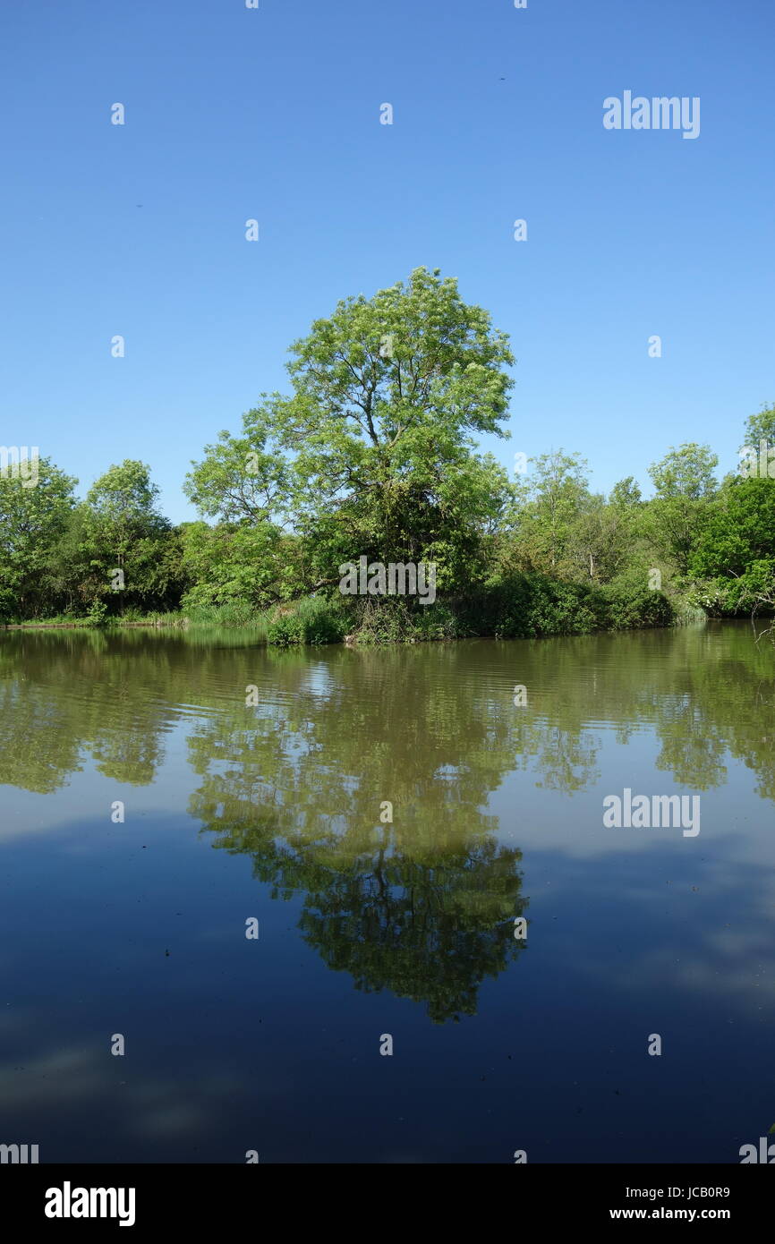 tree reflection in water Stock Photo - Alamy