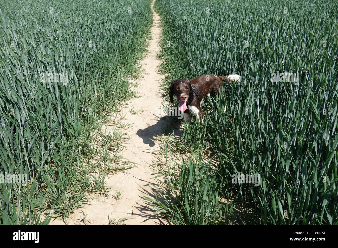 dog in field uk Stock Photo - Alamy