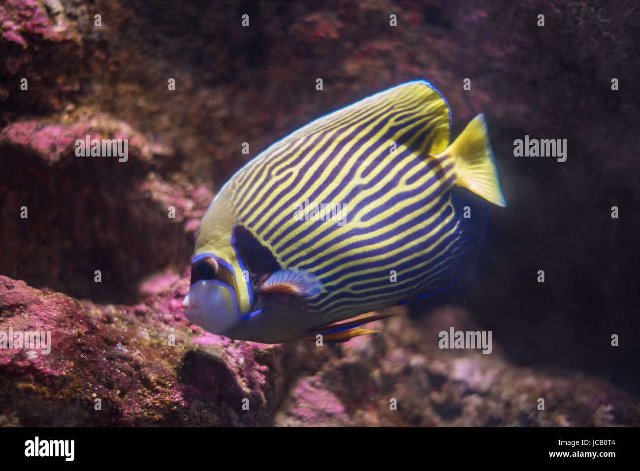 Yellow and blue angel fish hi-res stock photography and images - Alamy