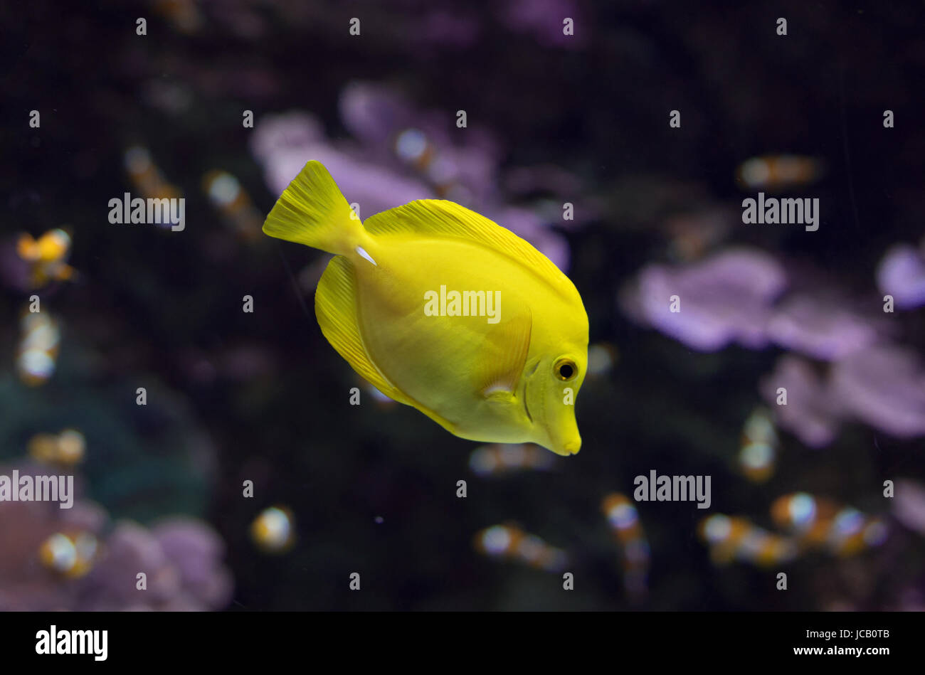 Yellow tang tropical fish Stock Photo - Alamy