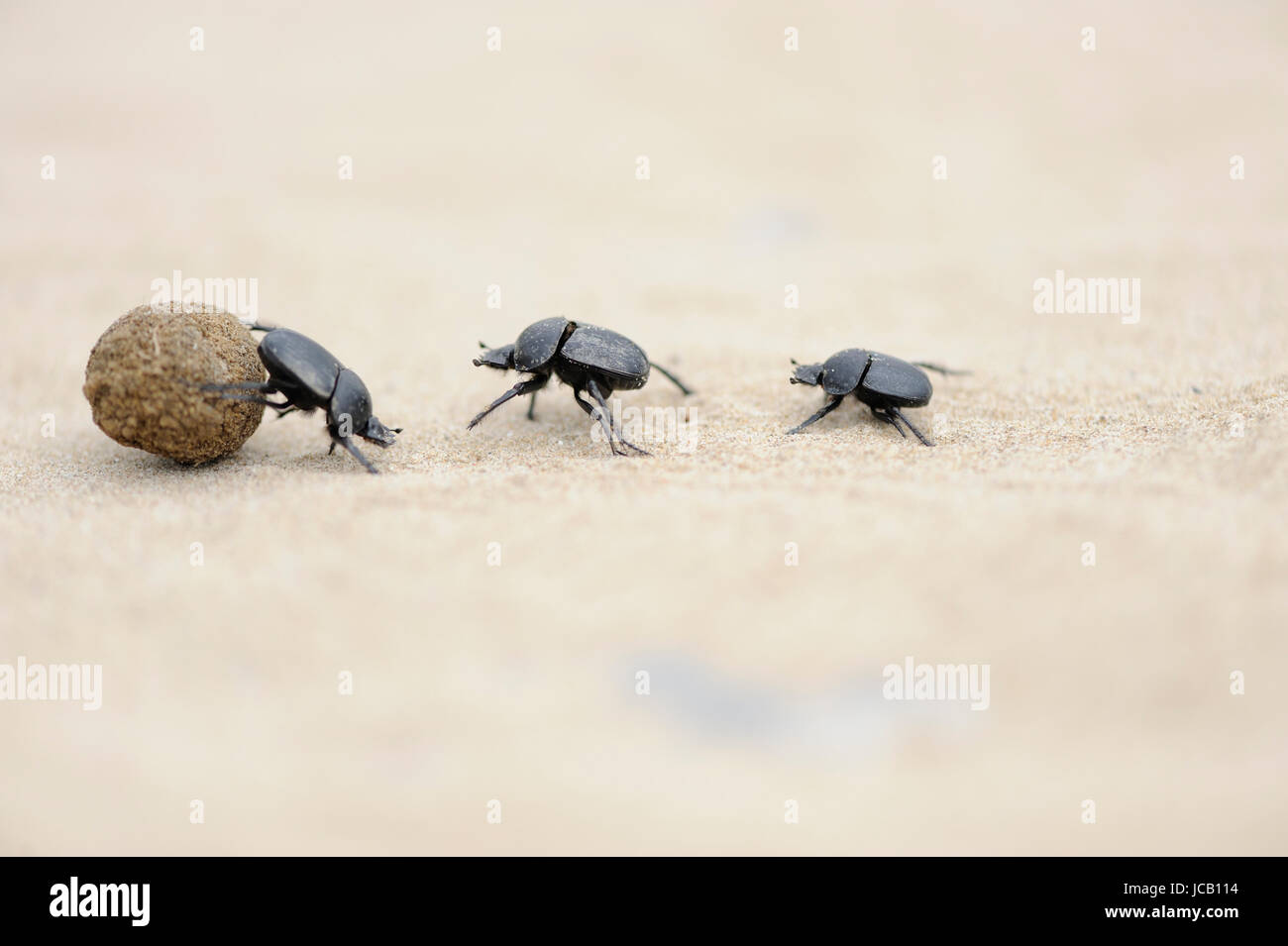 A group of dung beetle rolling dung Stock Photo - Alamy