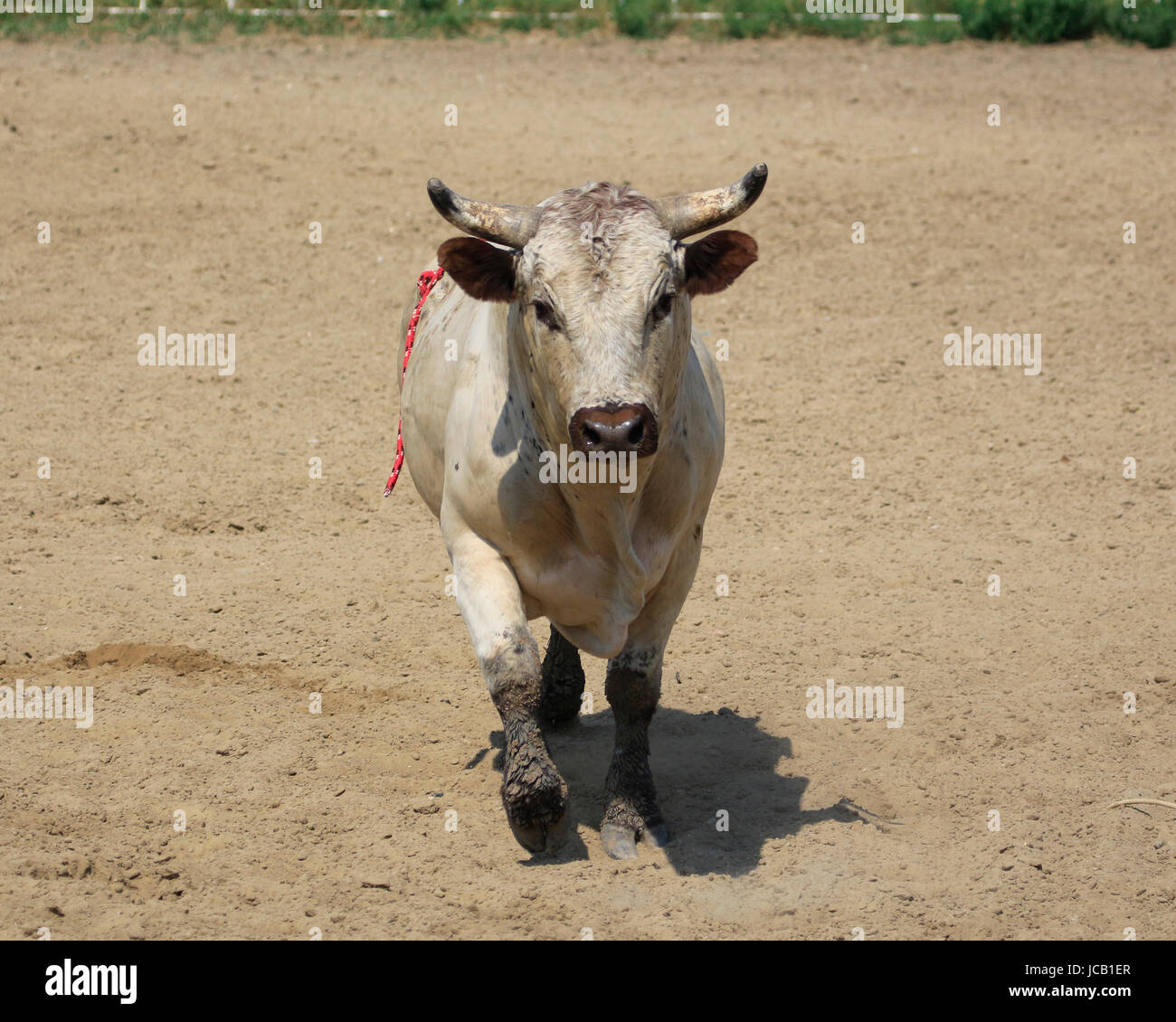 Bucking bull hi-res stock photography and images - Alamy