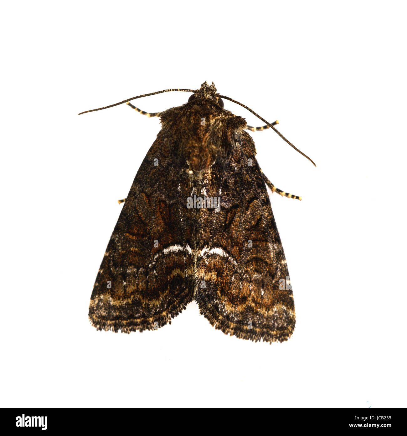 Brown moth isolated on a white background Stock Photo - Alamy