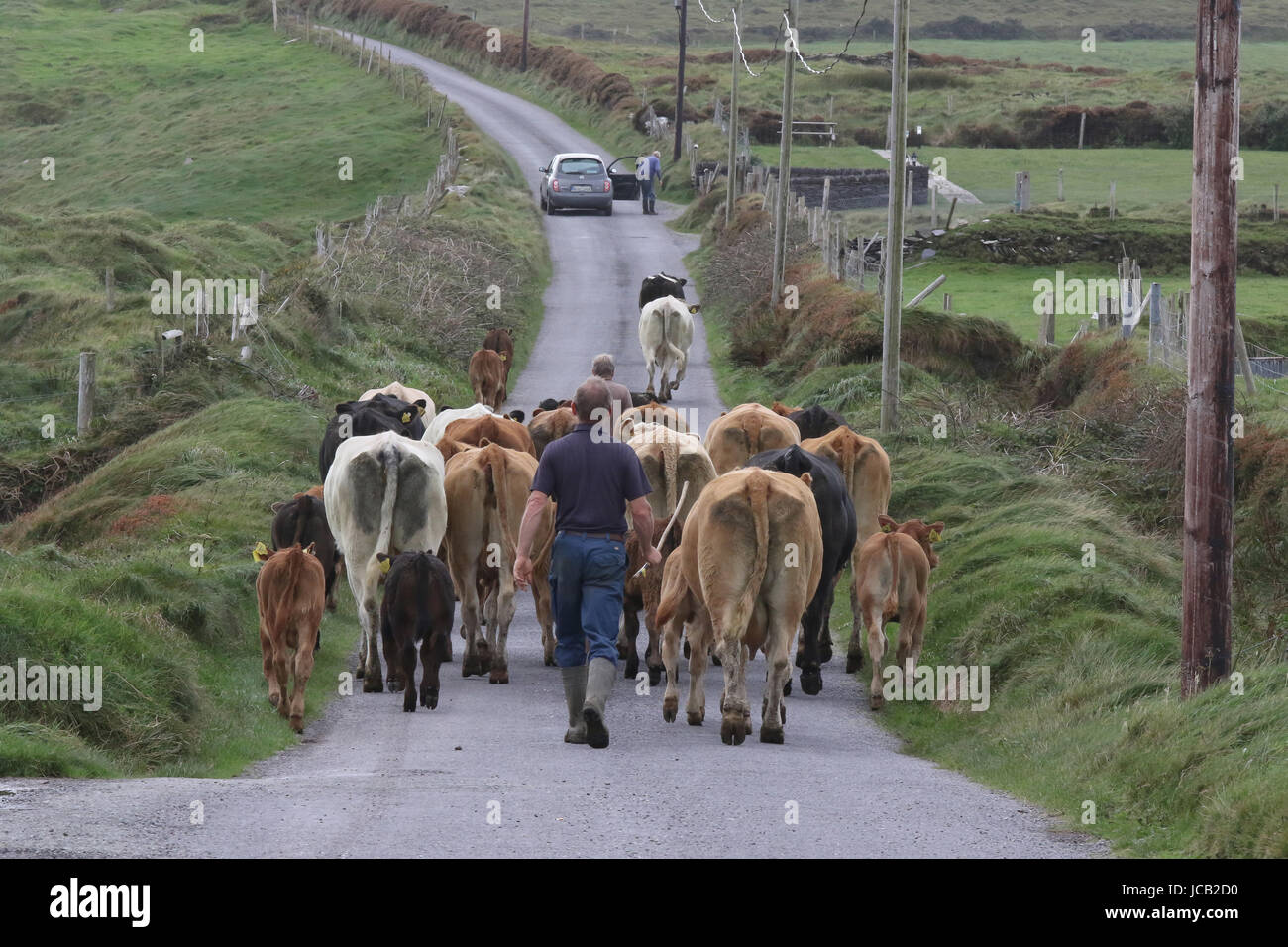 Car behind cows hi-res stock photography and images - Alamy