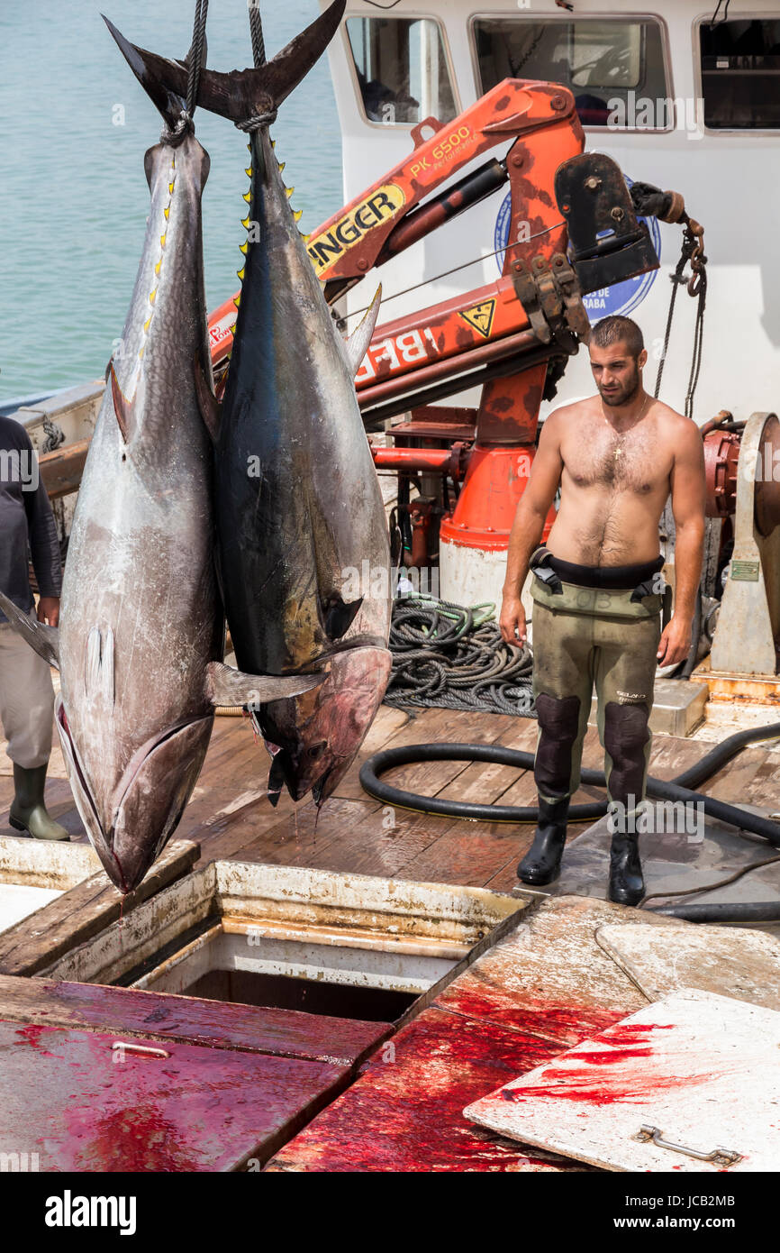 Fisherman are unloading Atlantic Bluefin tuna caught by the Almadraba ...