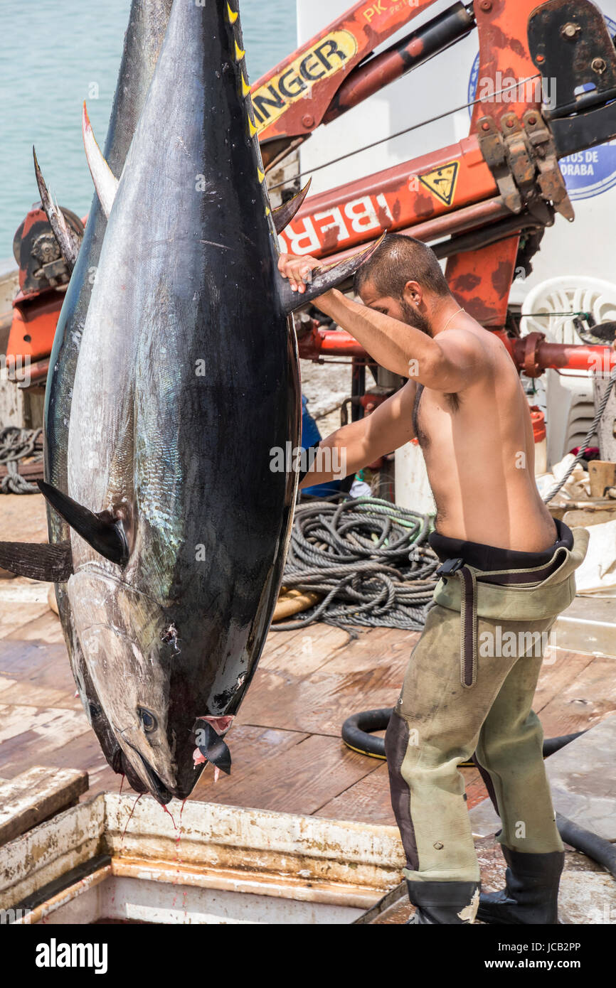 Fisherman are unloading Atlantic Bluefin tuna caught by the Almadraba ...