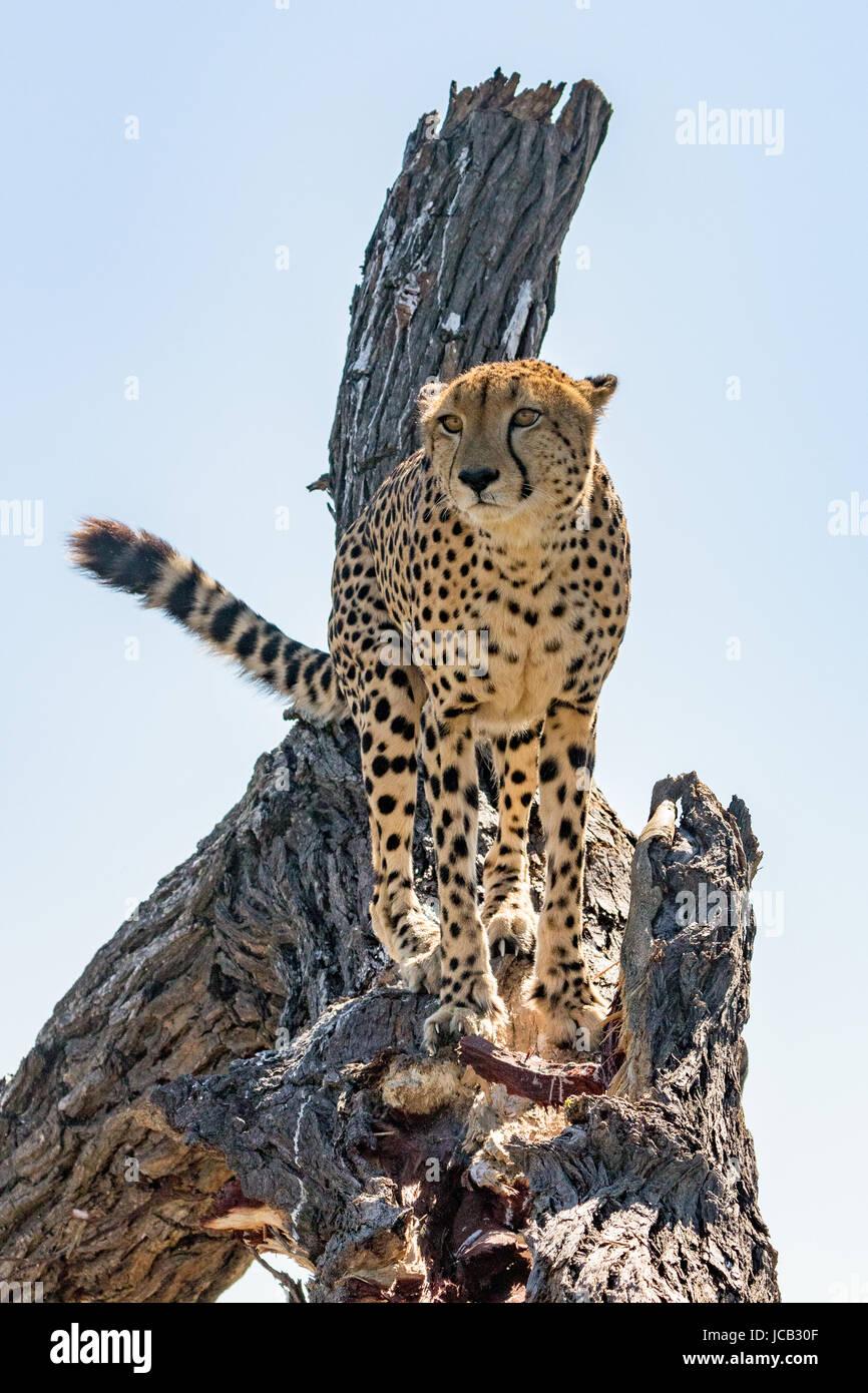 Cheetah in the tree hi-res stock photography and images - Alamy
