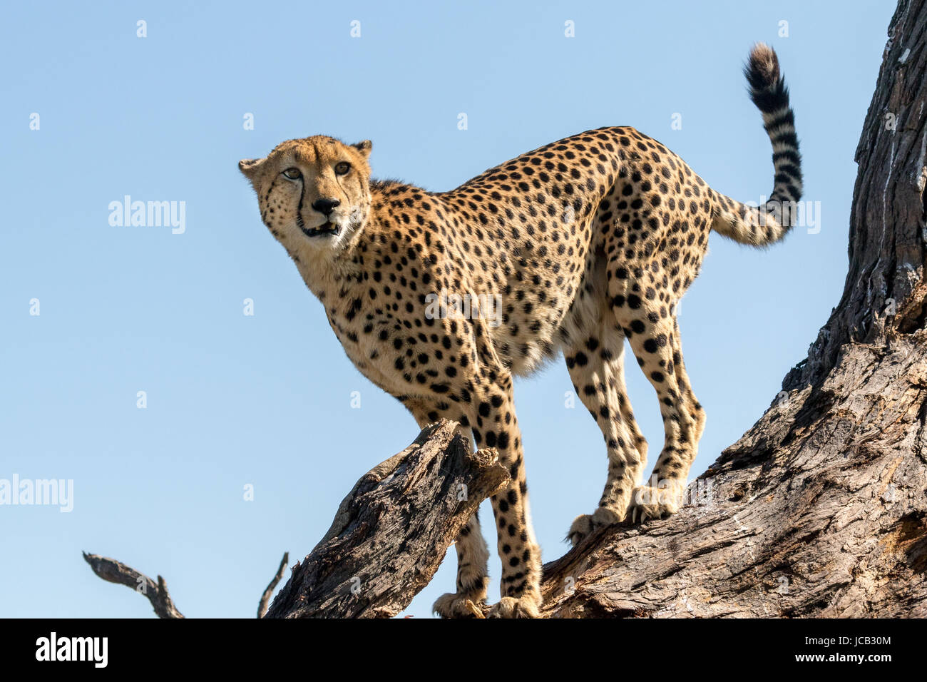 Cheetah looking out from tree Stock Photo - Alamy