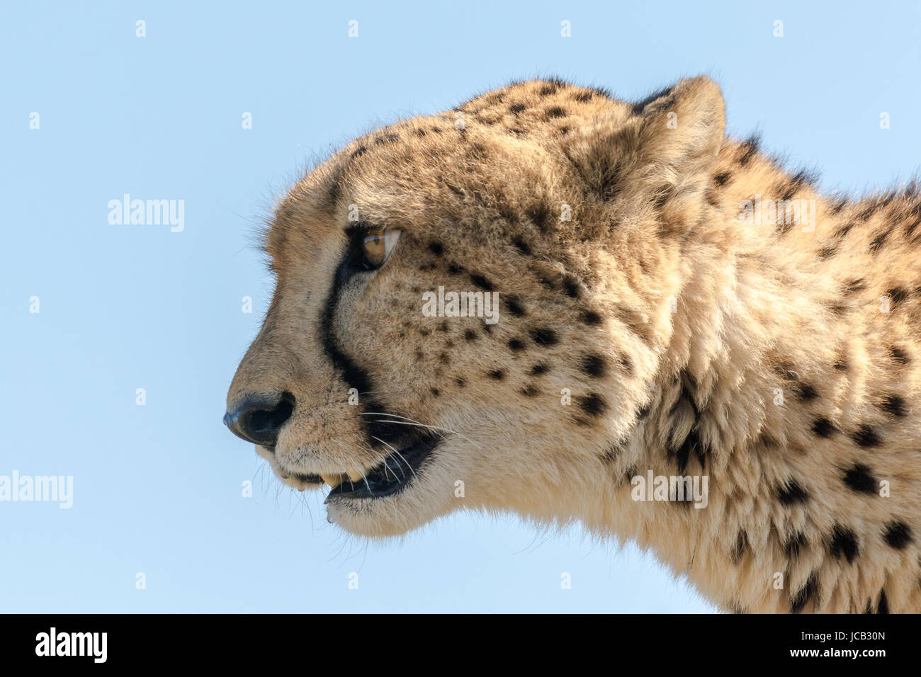 Cheetah profile hi-res stock photography and images - Alamy