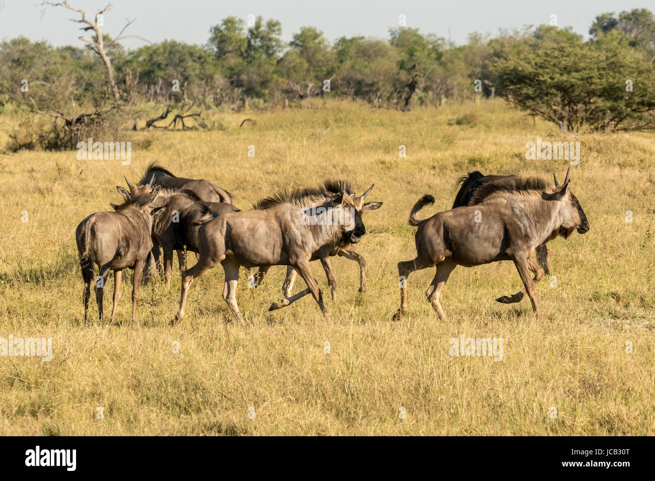 Blue wildebeest botswana africa hi-res stock photography and images - Alamy