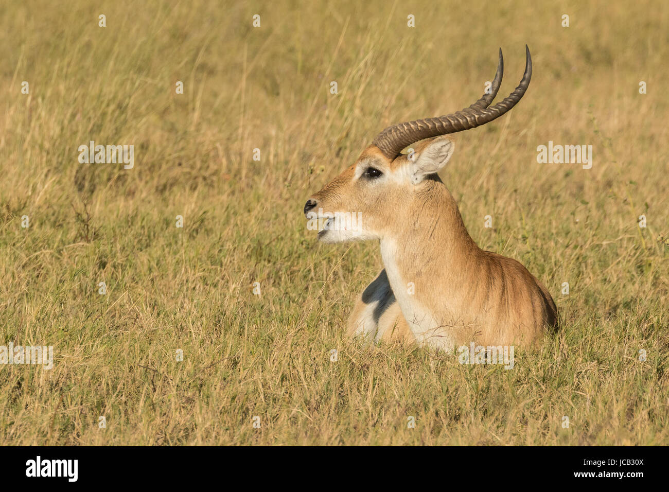 Profile of impala hi-res stock photography and images - Alamy