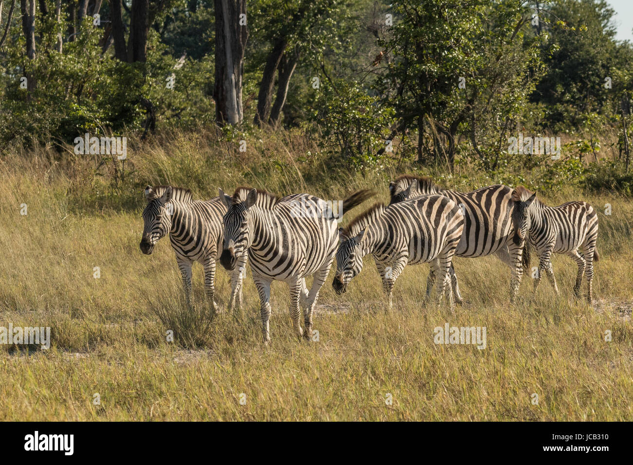 Zebra herd hi-res stock photography and images - Alamy