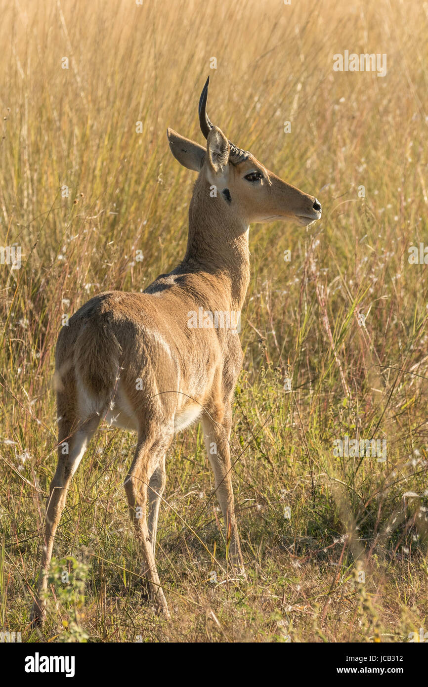 Reedbuck common hi-res stock photography and images - Alamy