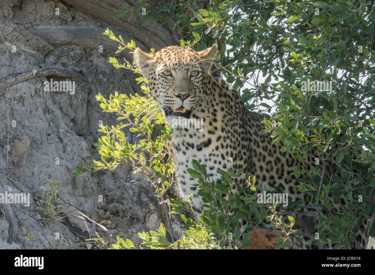 Sitting leopard hi-res stock photography and images - Alamy