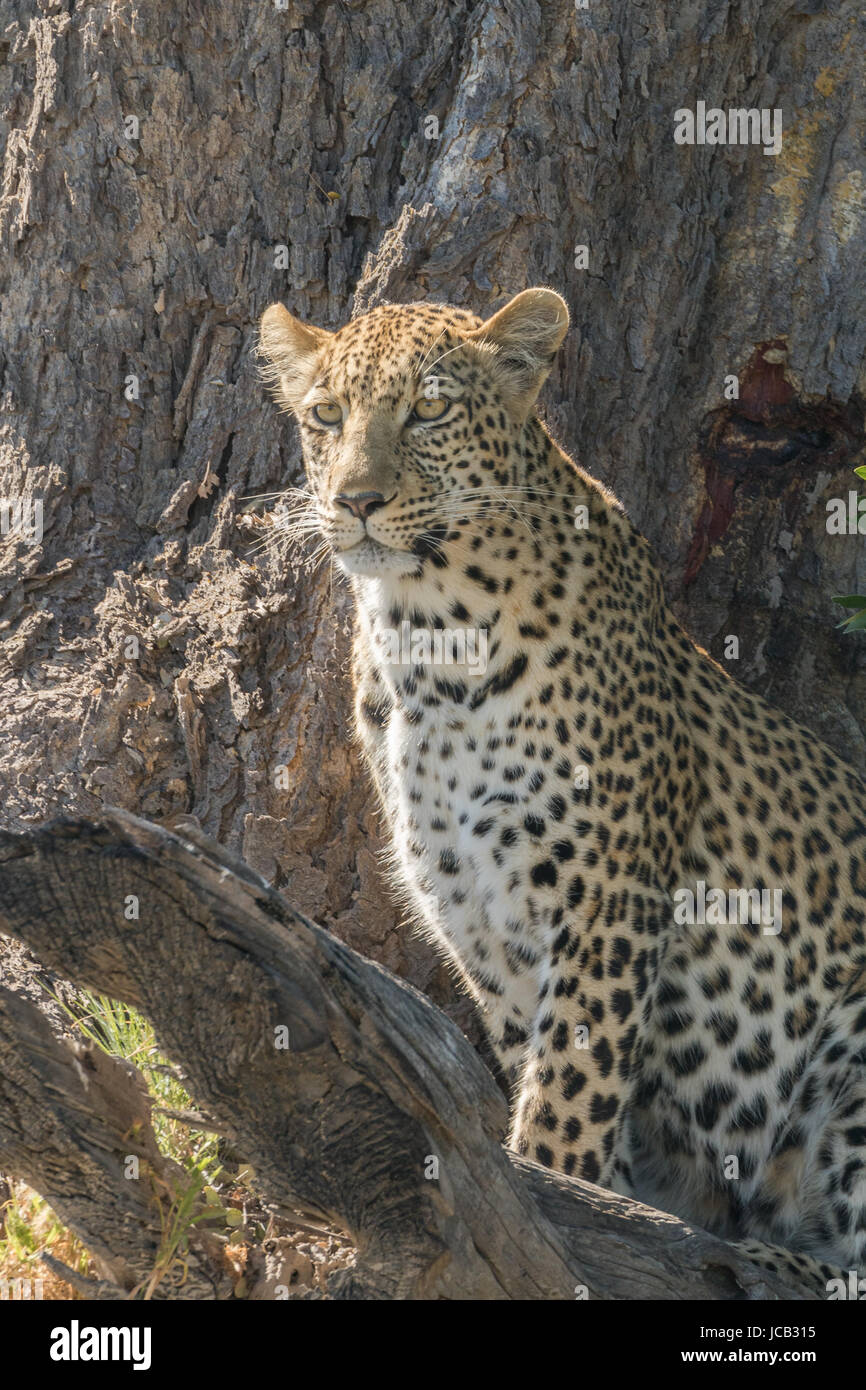Leopard spotted hi-res stock photography and images - Alamy