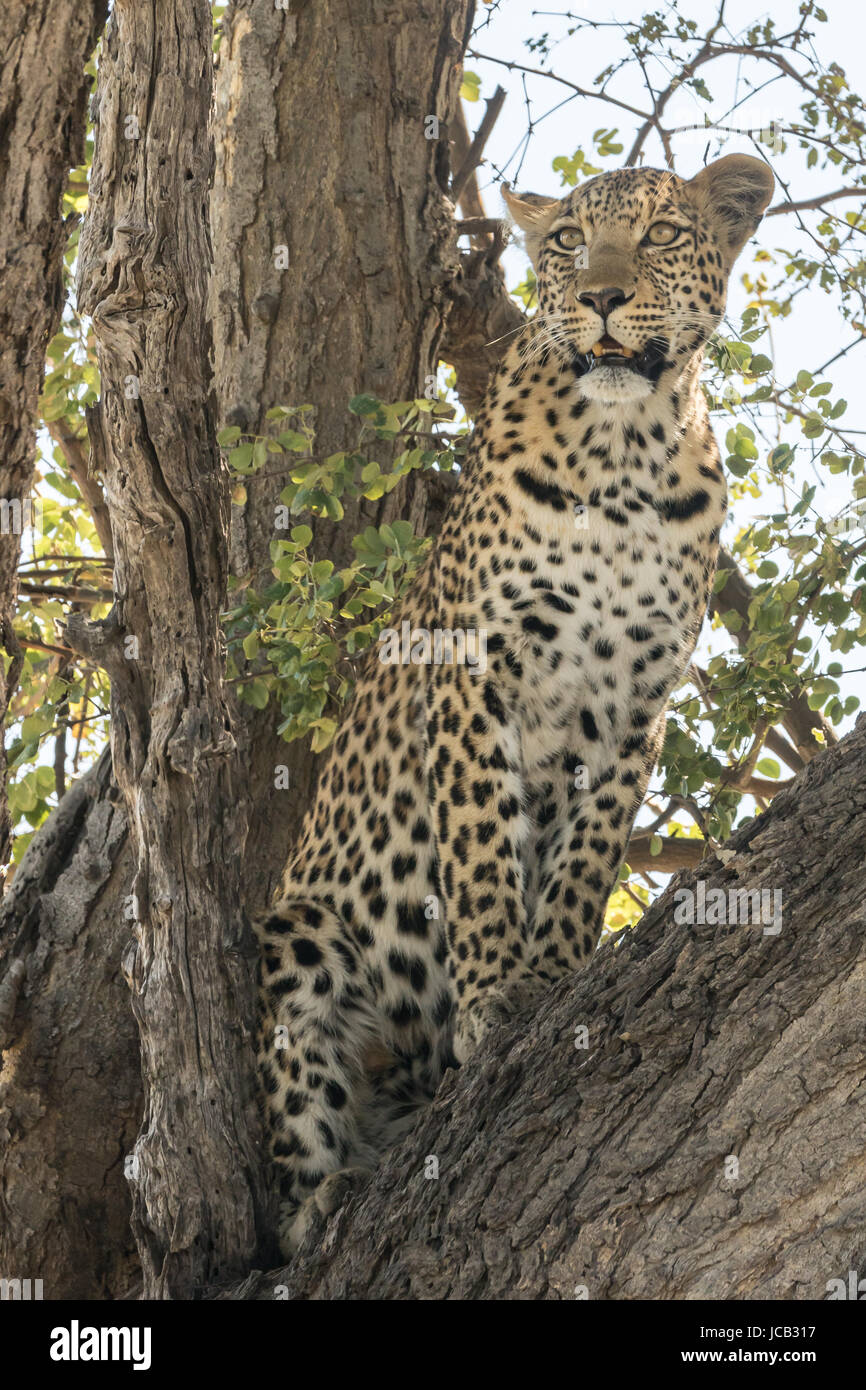 Leopard in tree hi-res stock photography and images - Alamy