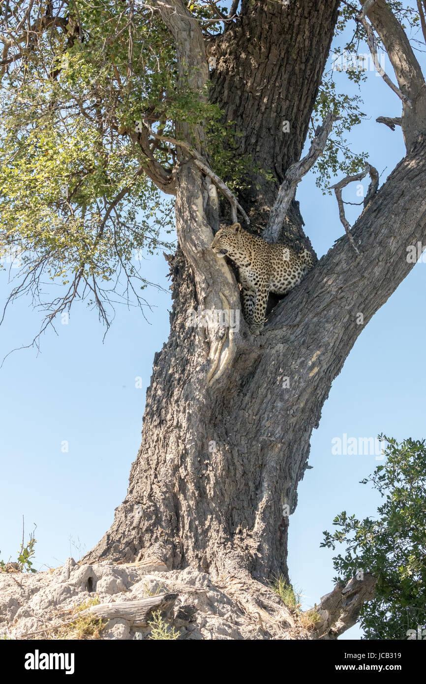 Cats in tree hi-res stock photography and images - Alamy