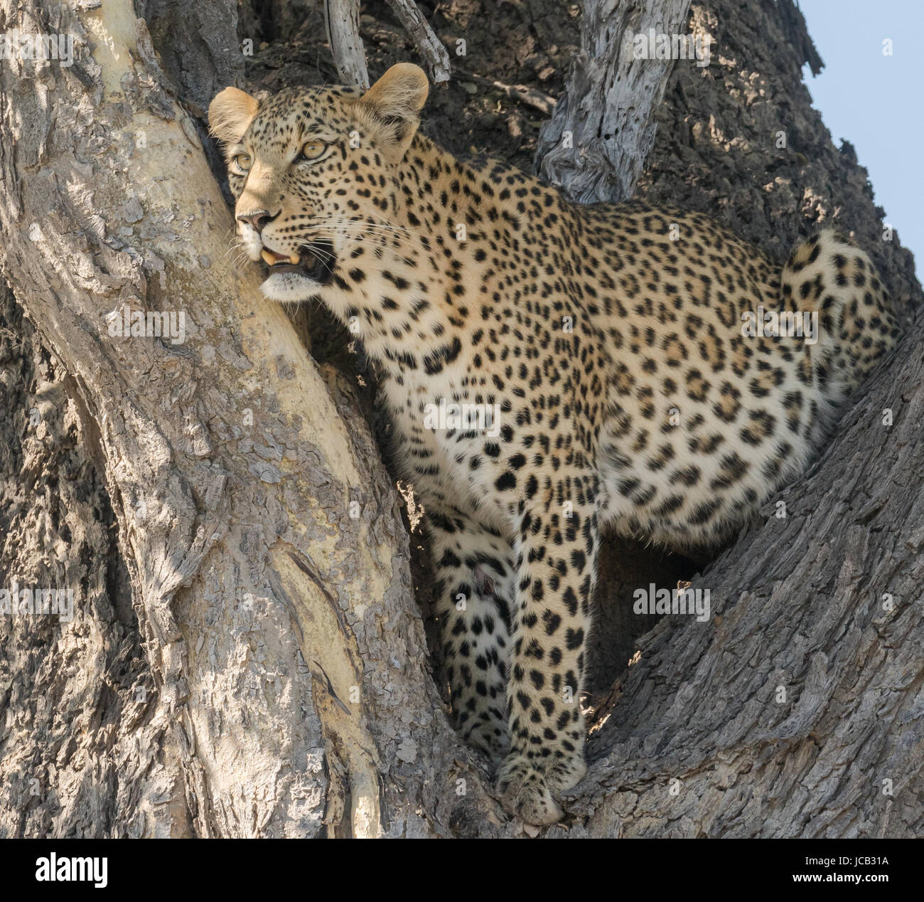 Female leopard in tree hi-res stock photography and images - Alamy