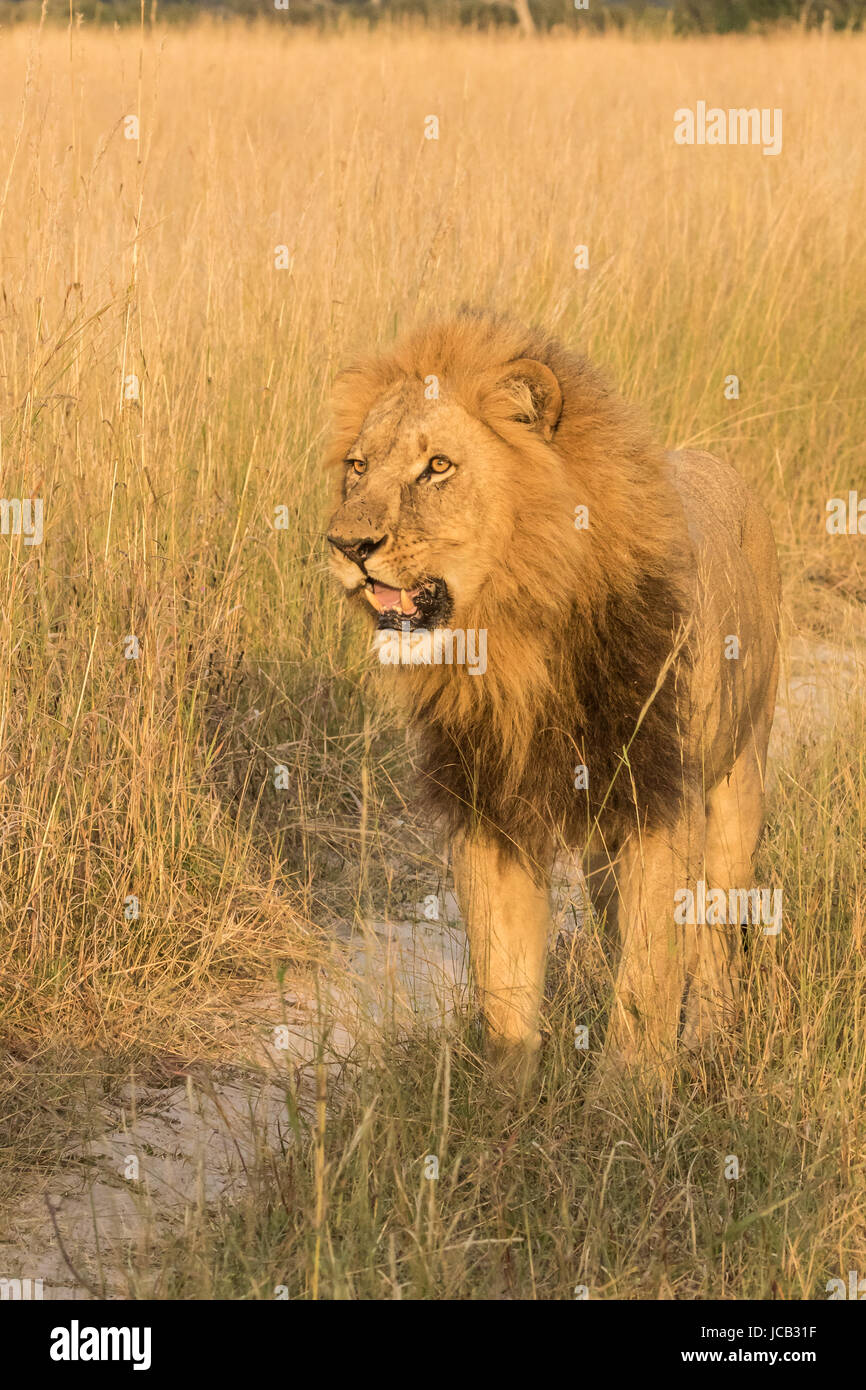 Standing lion hi-res stock photography and images - Alamy