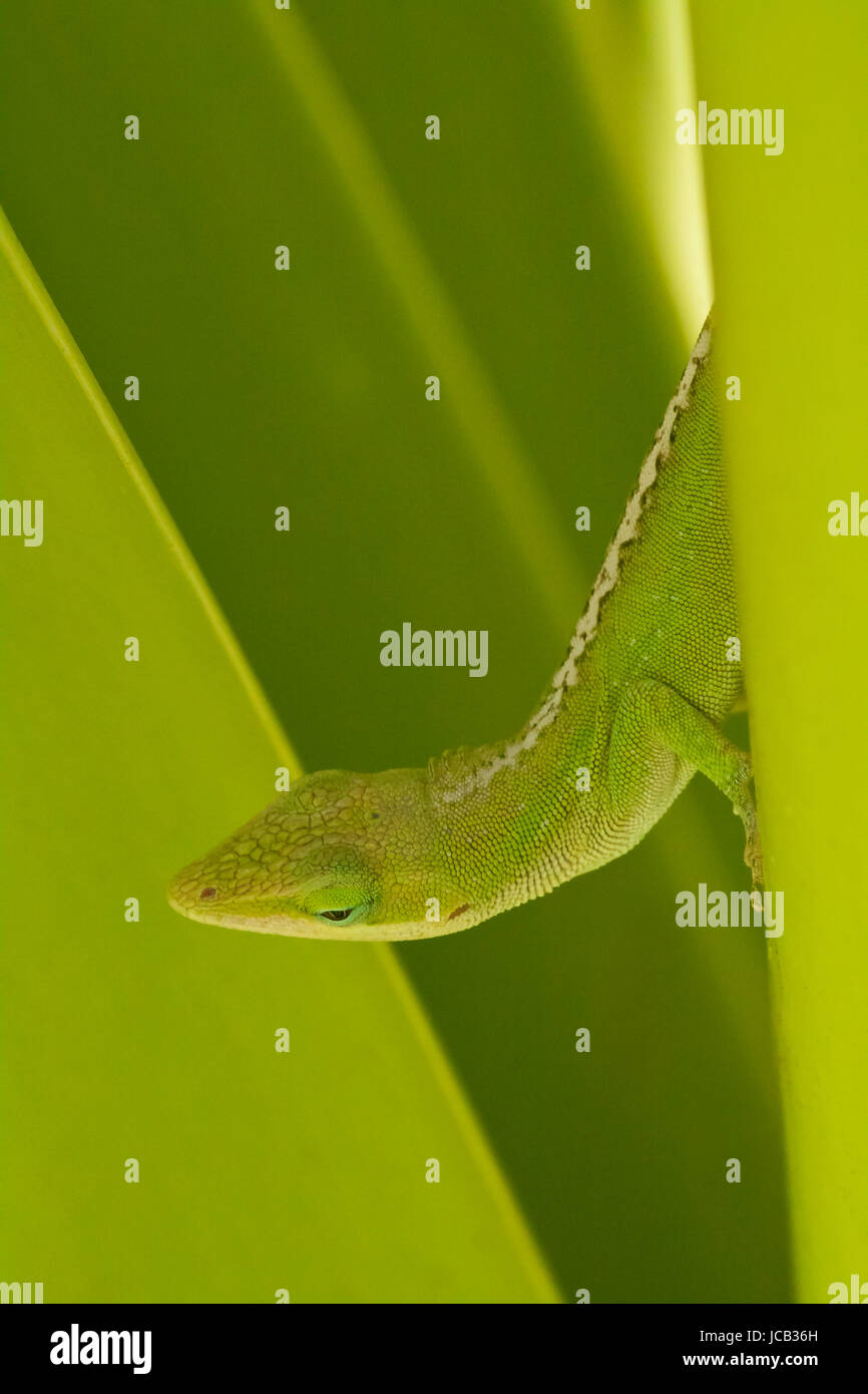 Bright green gecko hiding in plain sight on a bright green plant Stock ...