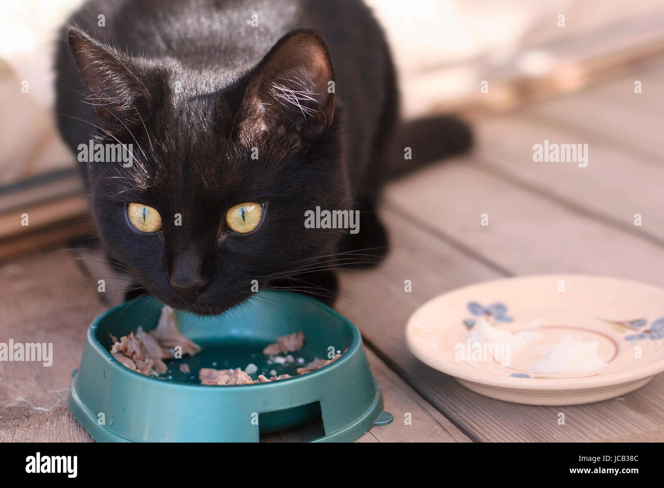Cat eating outside house hi-res stock photography and images - Alamy