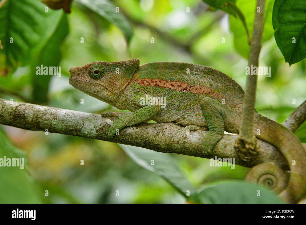 Globe-horned chameleon (Calumma globifer), Ranomafana, Madagascar Stock ...