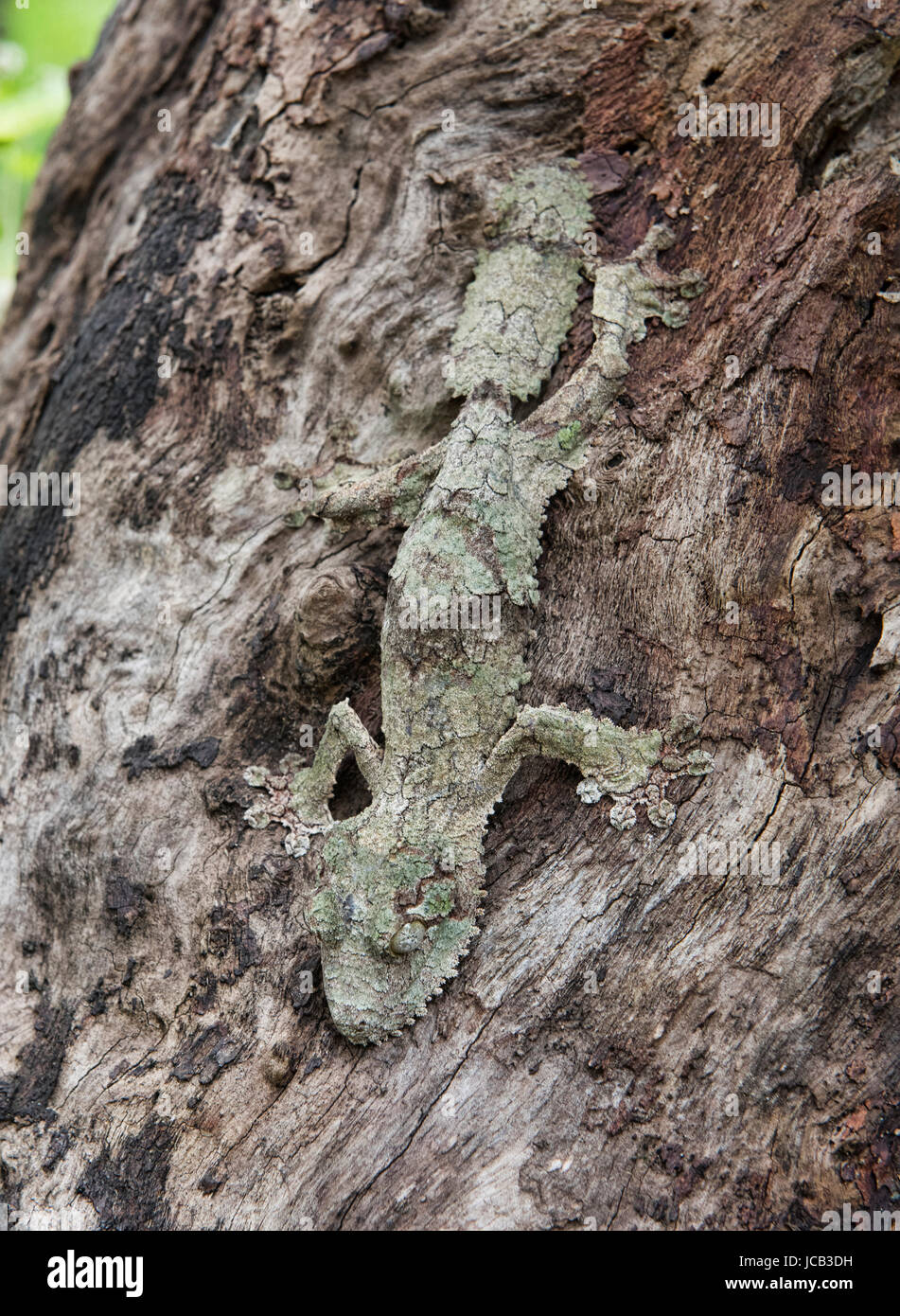 Gecko Camouflage High Resolution Stock Photography and Images - Alamy