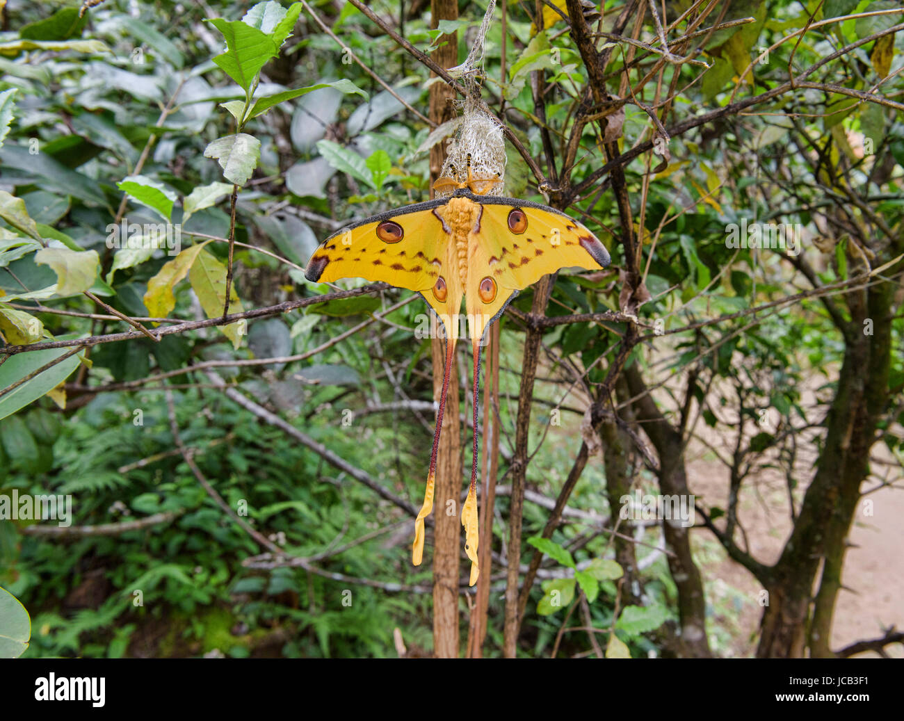 Giant comet moth (Argema mittrei), Andasibe-Mantadia National Park ...