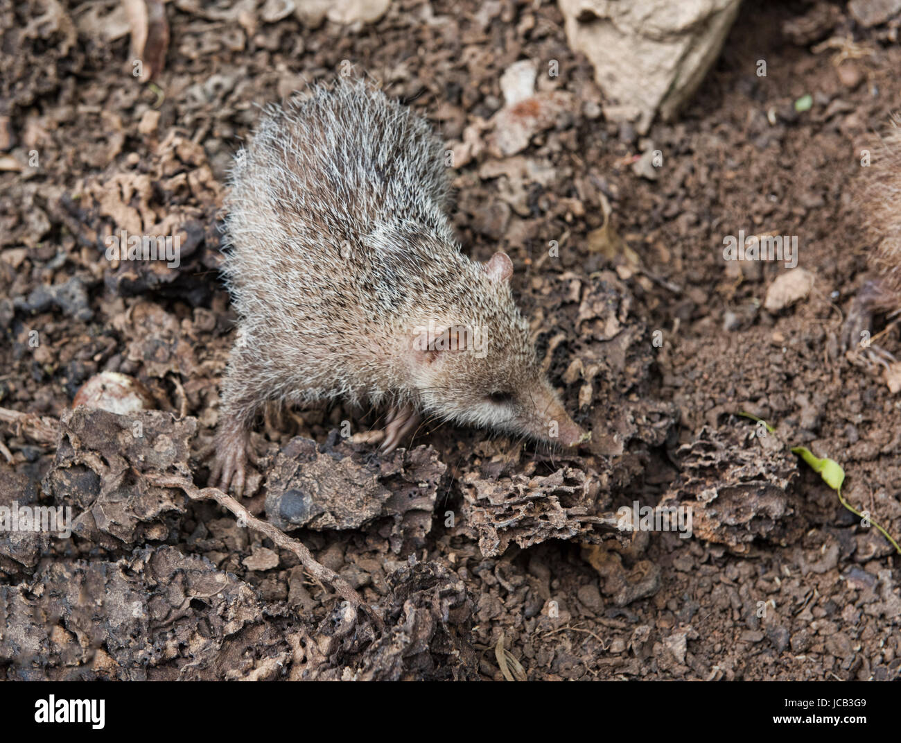 Hedgehog tenrecs hi-res stock photography and images - Alamy