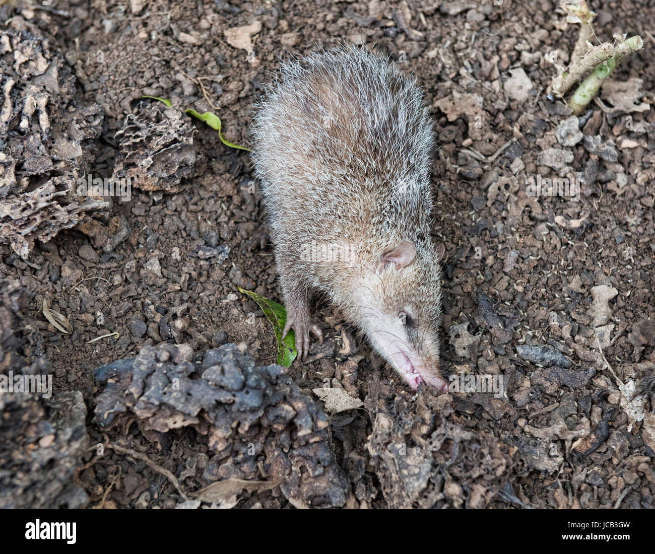Common tenrec (Tenrec ecaudatus), Andasibe National Park, Madagascar ...