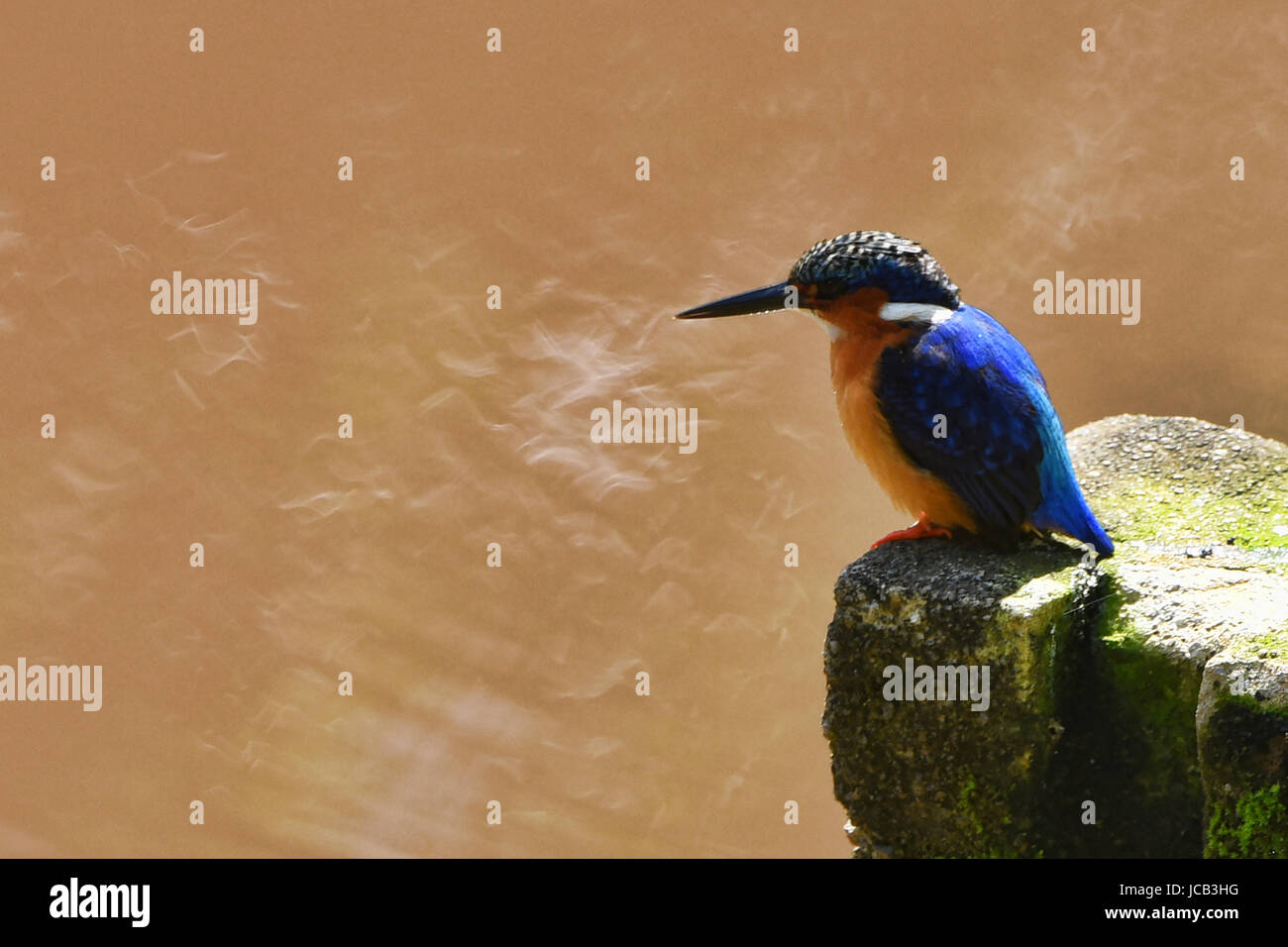 Malagasy kingfisher (Corythornis vintsioides), Mitsinjo Reserve ...