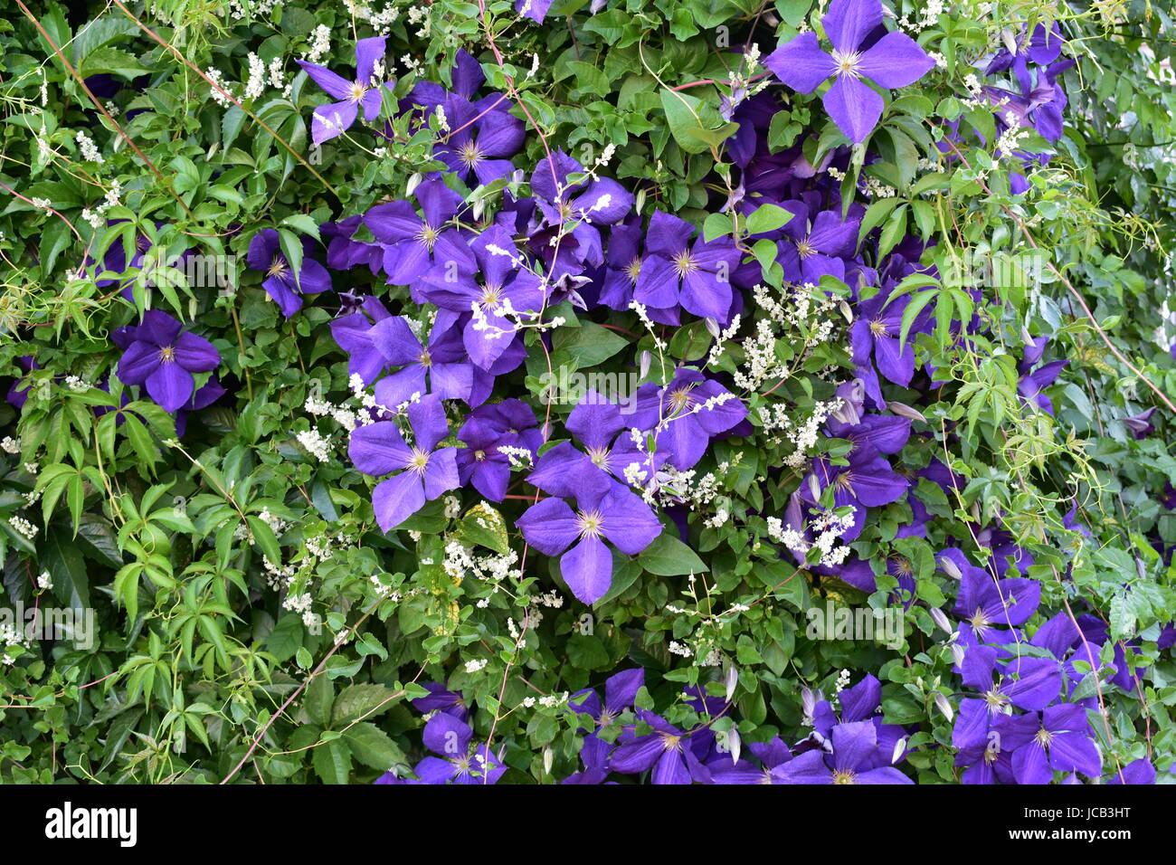 purple vine flowers Stock Photo - Alamy
