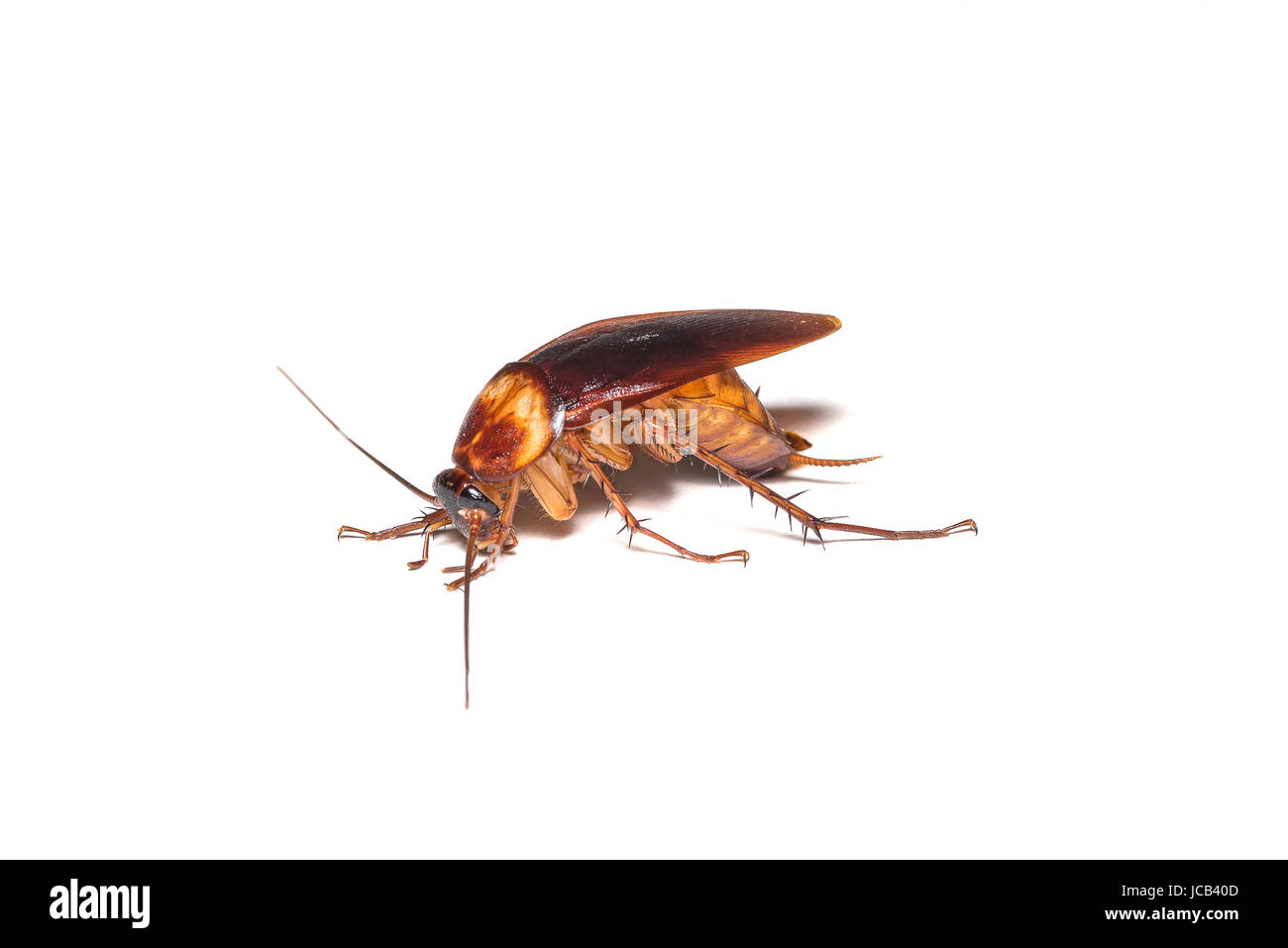 Dying cockroach isolated on white background Stock Photo - Alamy