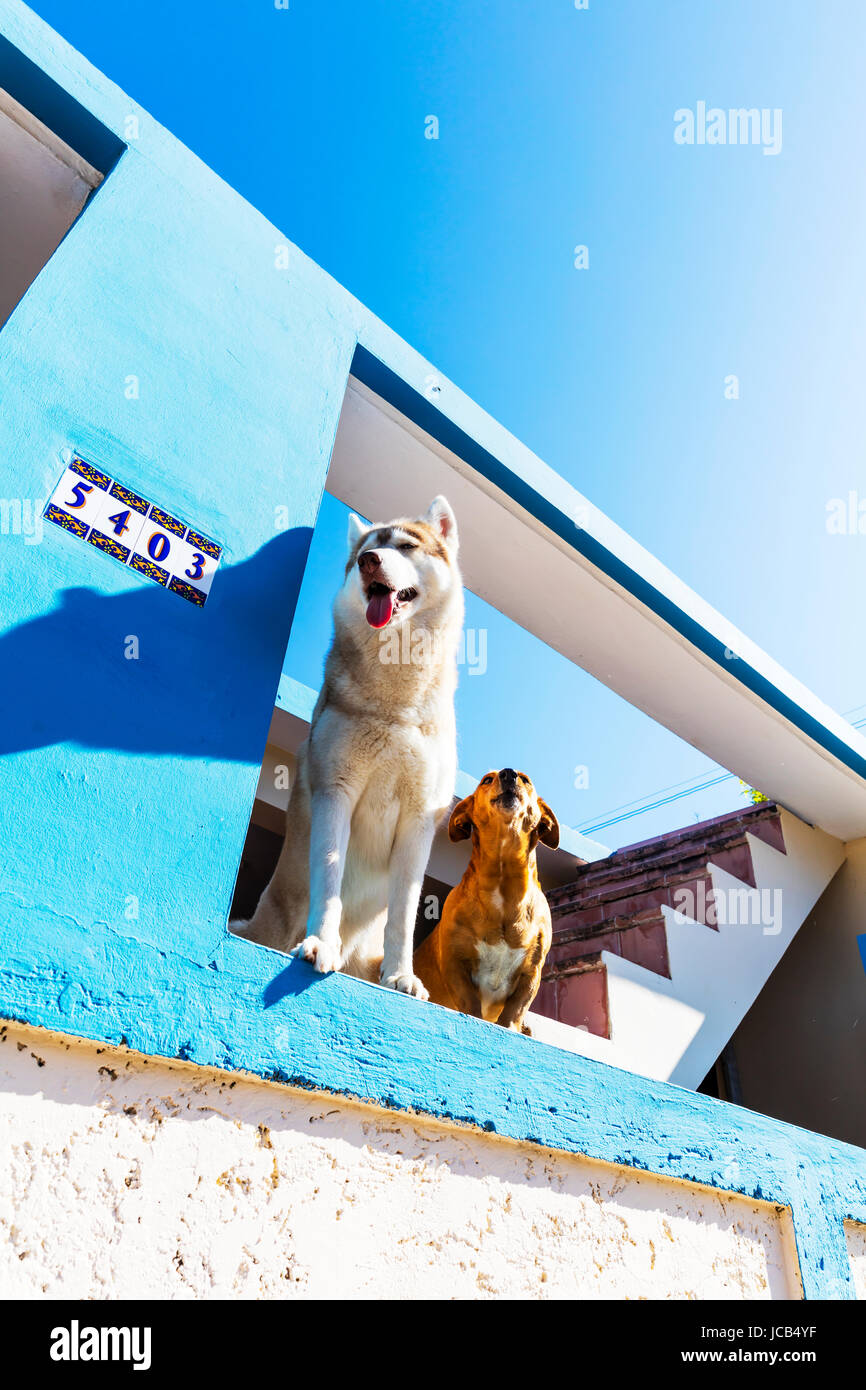 Canine deterrent hi-res stock photography and images - Alamy