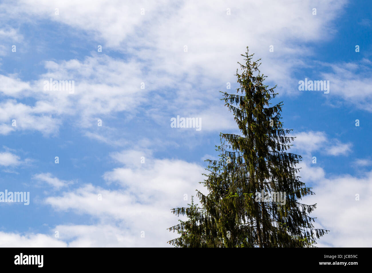 one pine tree on cloudy blue sky Stock Photo - Alamy