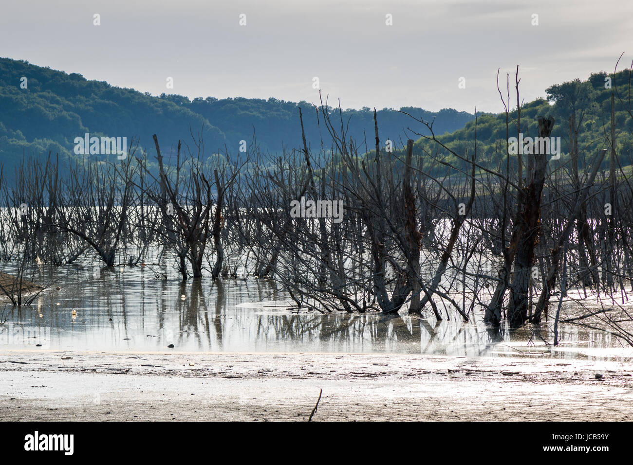 dead dramatic tree dry tree, global warming concept Stock Photo - Alamy
