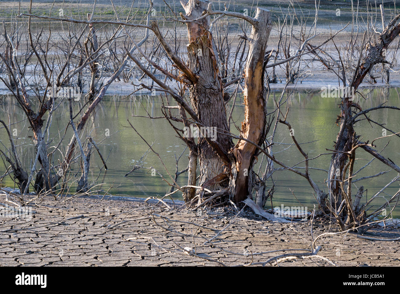 dead dramatic tree dry tree, global warming concept Stock Photo - Alamy