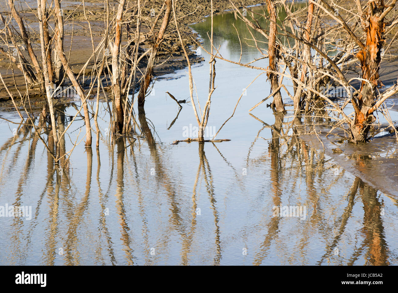 dead dramatic tree dry tree, global warming concept Stock Photo - Alamy