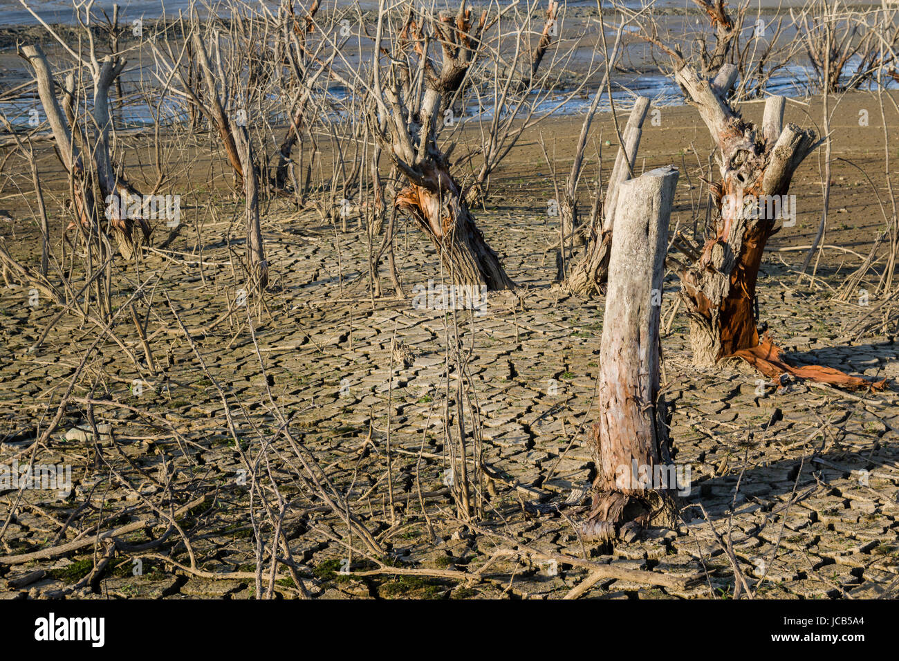dead dramatic tree dry tree, global warming concept Stock Photo - Alamy