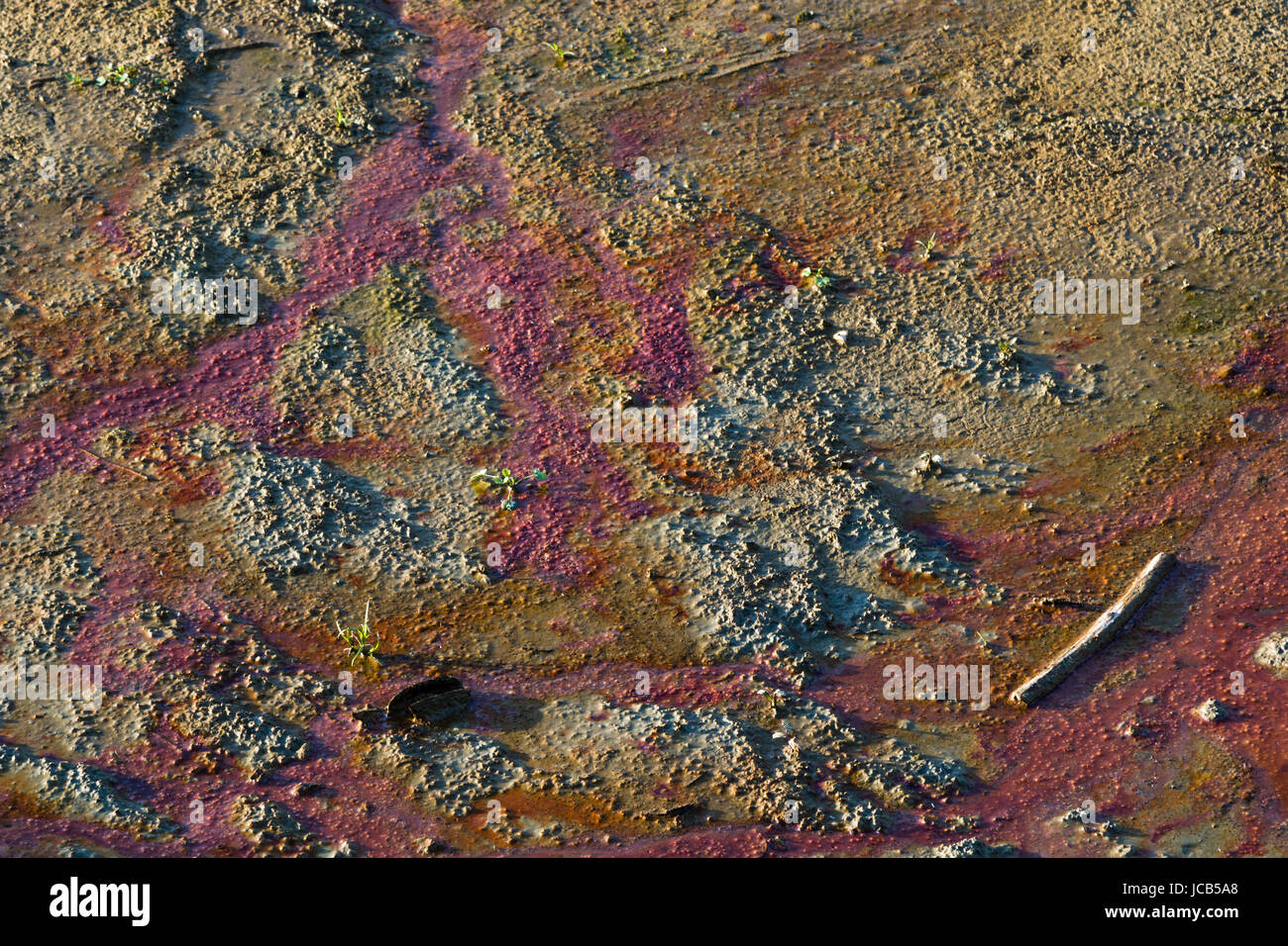 toxic unhealty polluted dirty color water and mud Stock Photo - Alamy