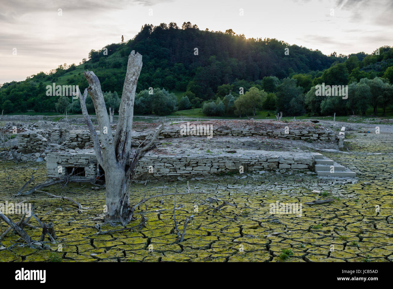 dead dramatic tree dry tree, global warming concept Stock Photo - Alamy