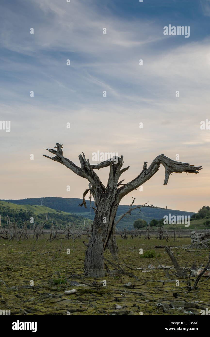 dead dramatic tree dry tree, global warming concept Stock Photo - Alamy