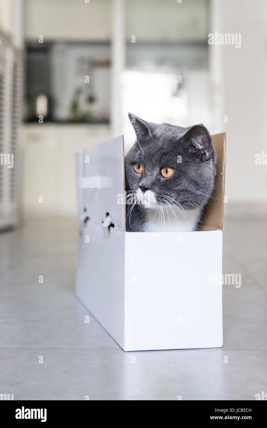 The cat hiding in cardboard box Stock Photo - Alamy